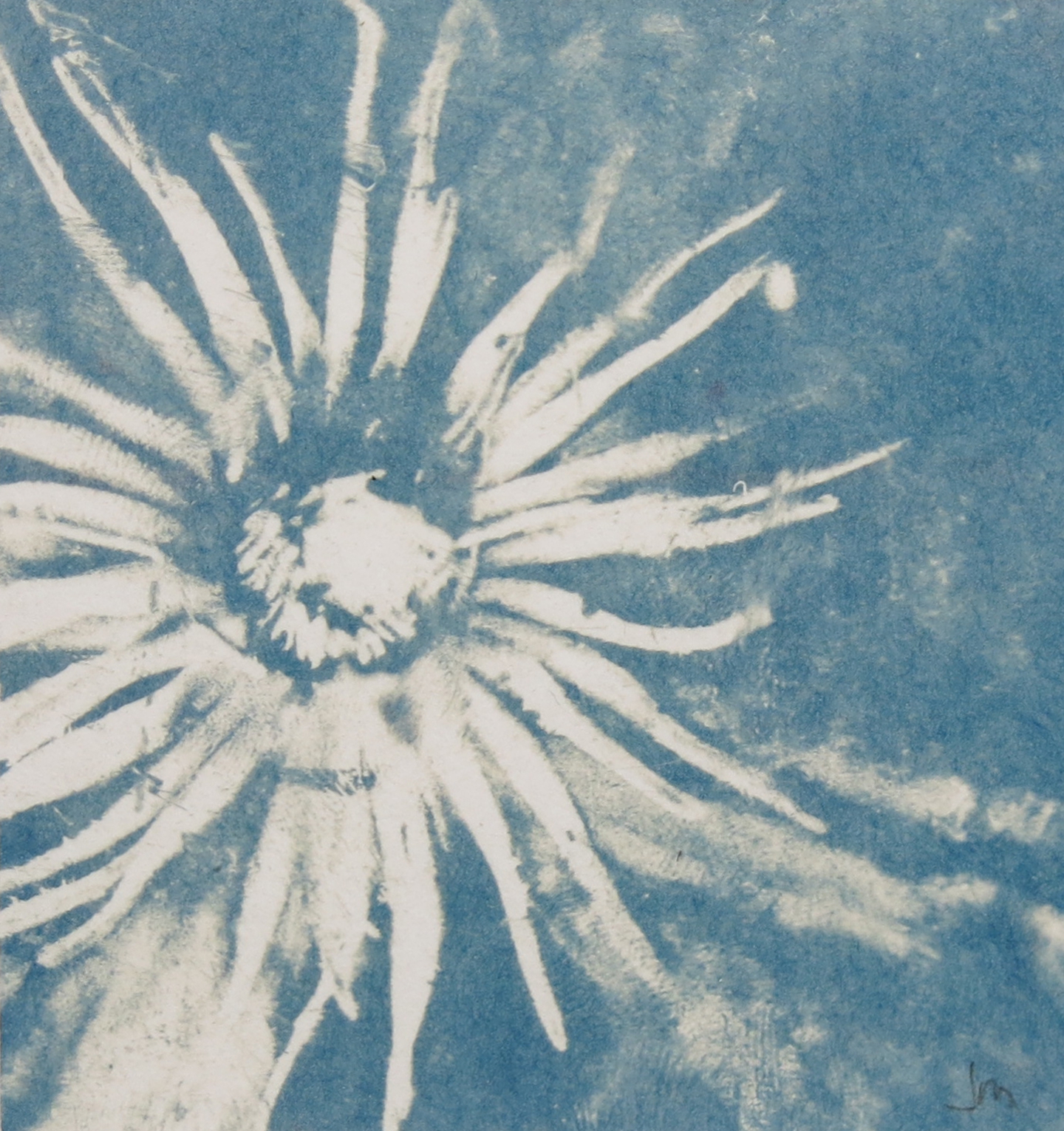 Spider Mum 1 by Jean Macaluso | 5" x 5" | Cyanotype